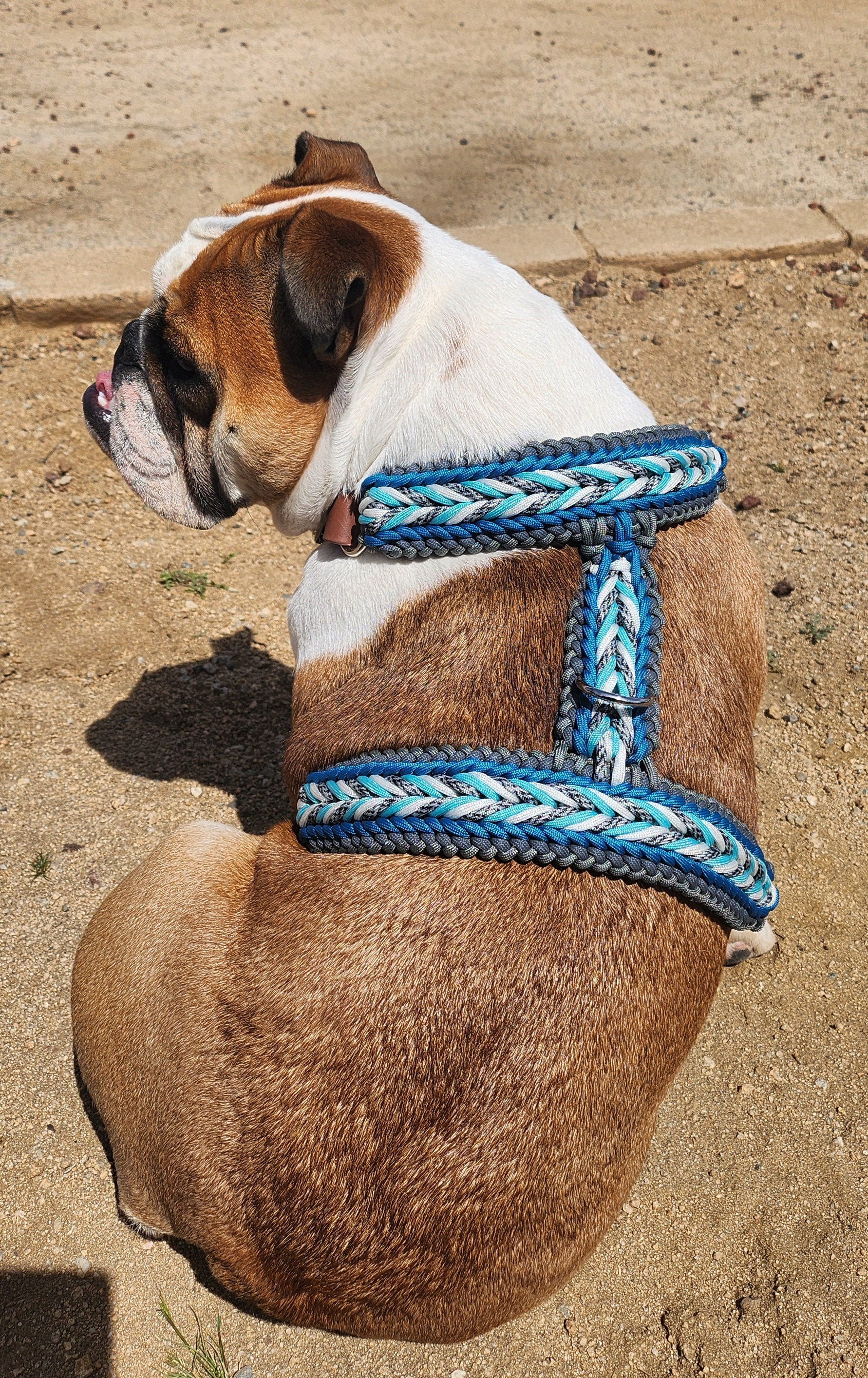 Western Blue Paracord Dog Harness - Etsy