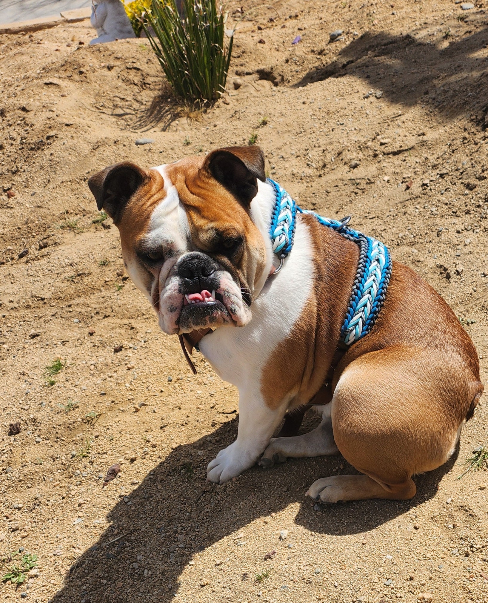 Western Blue Paracord Dog Harness - Etsy