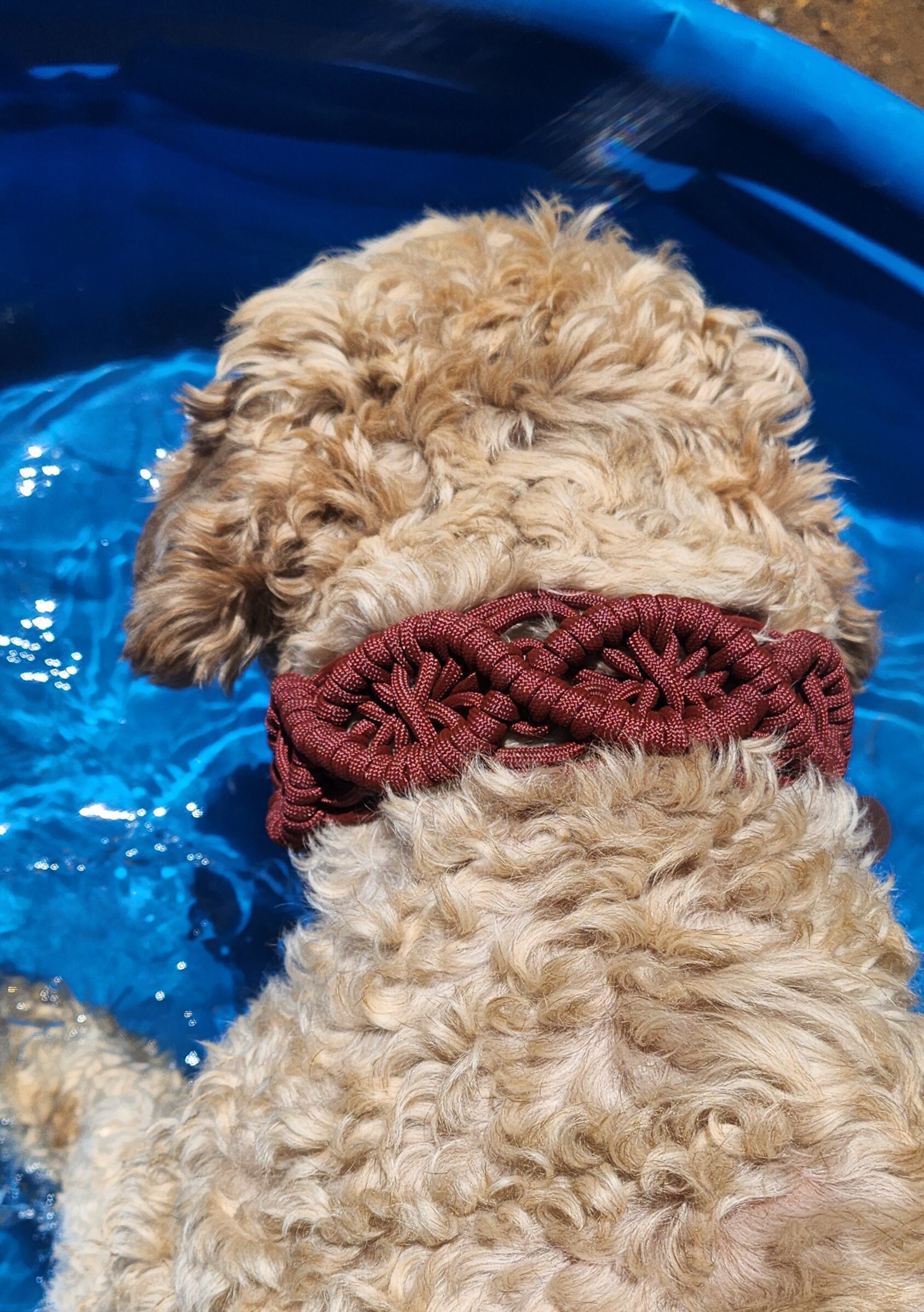 Macrame Paracord Dog Collar - Etsy