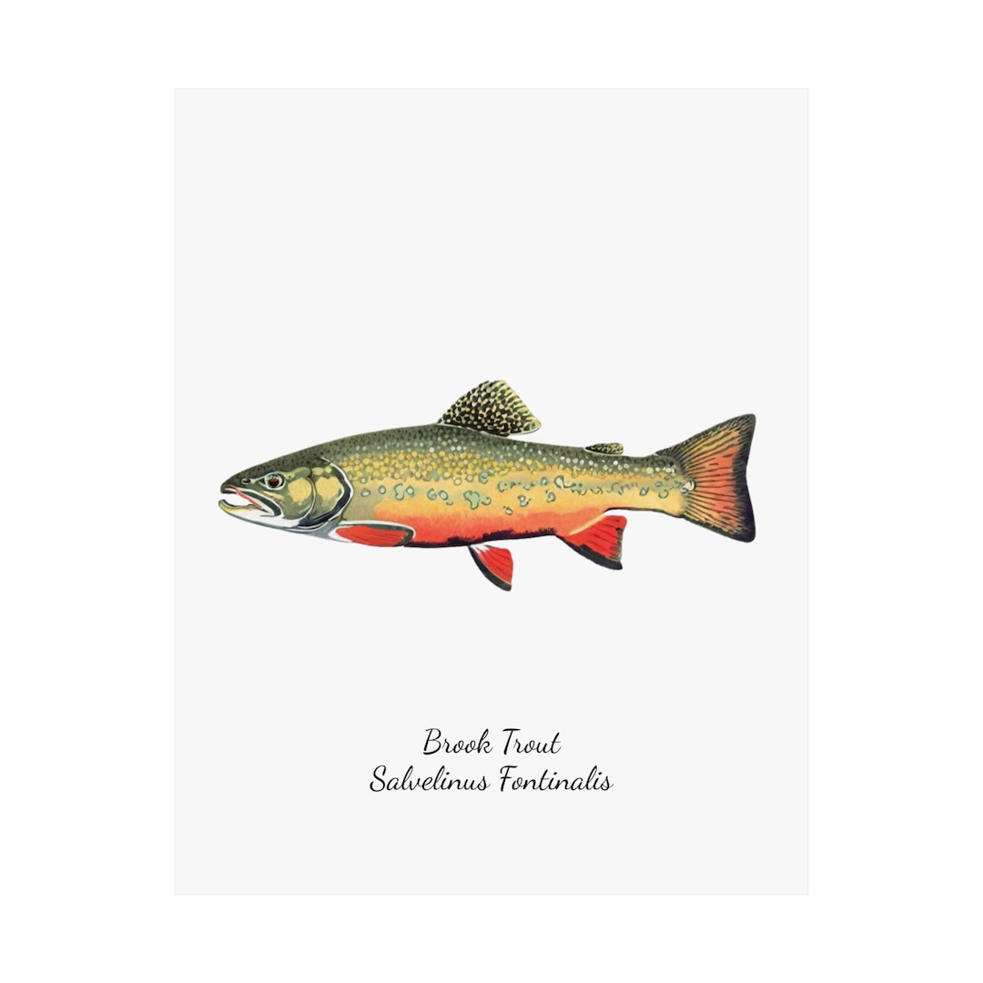 Satin Poster, Brook Trout Art Poster, Trout Lover Gift, Fishing Decor ...