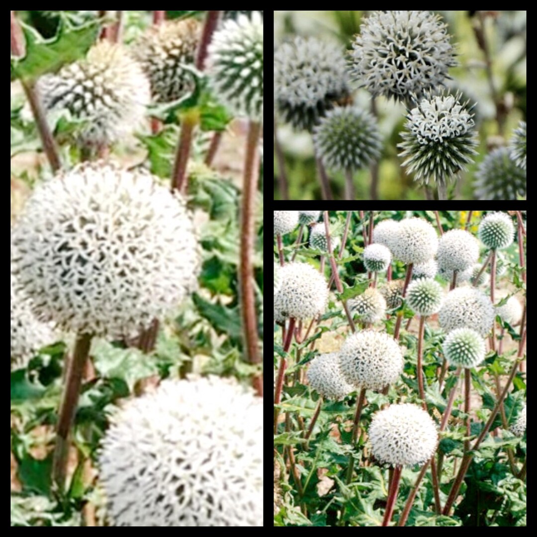Perenne Cardo Globo Diestel Echinops niveus Arctic Glow 10 semillas ...
