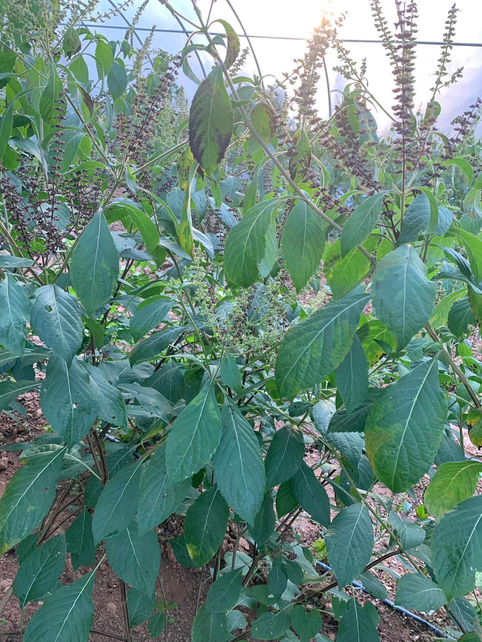 50 African Basil, Effrin, Daidoya Seeds - Etsy