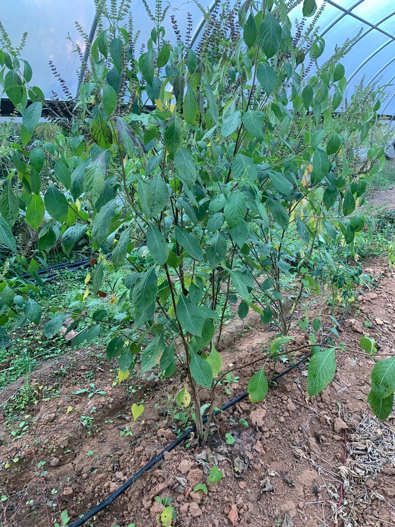 50 African Basil, Effrin, Daidoya Seeds - Etsy