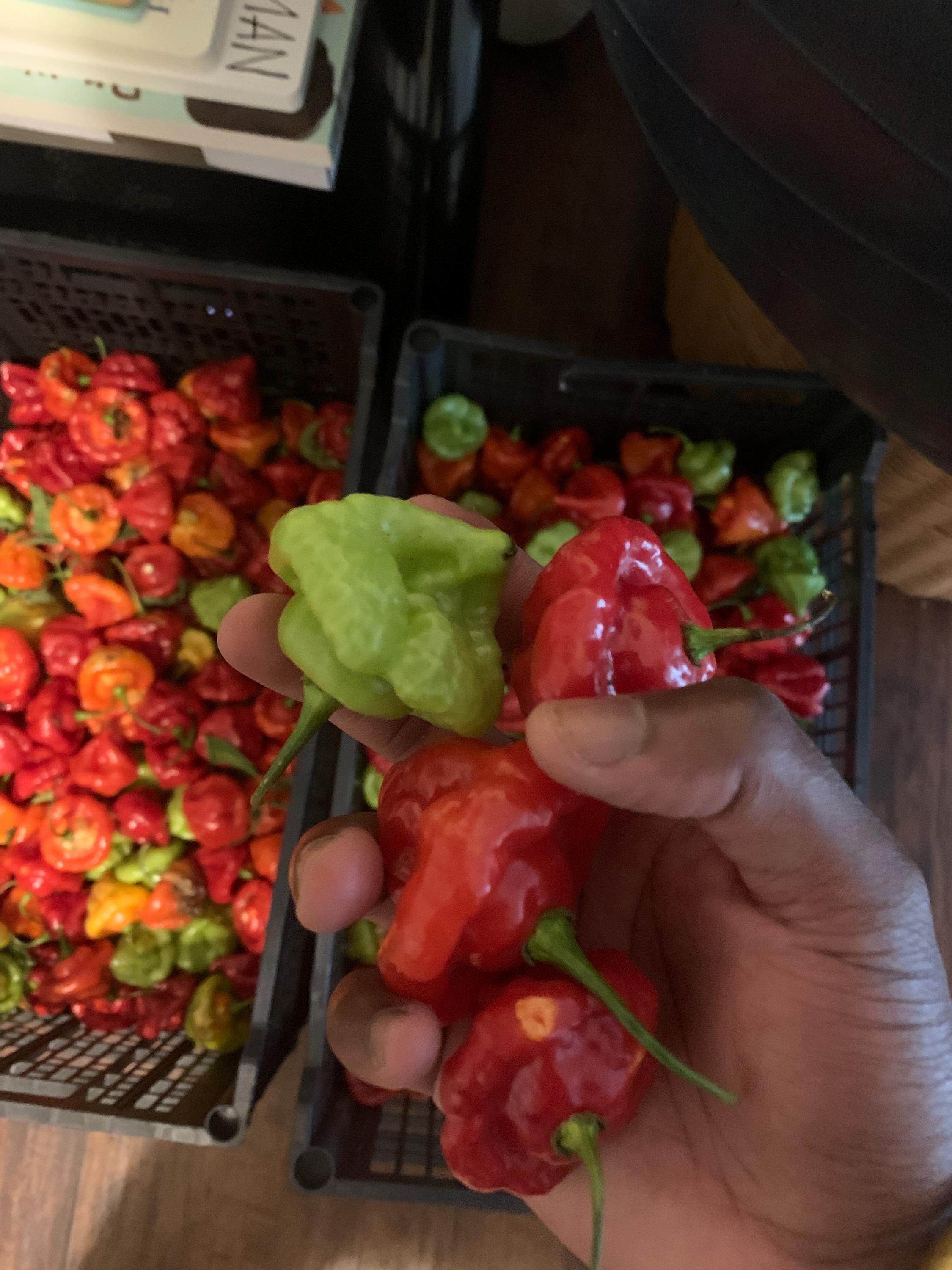 Aji Dulce , 15 Seeds - Etsy