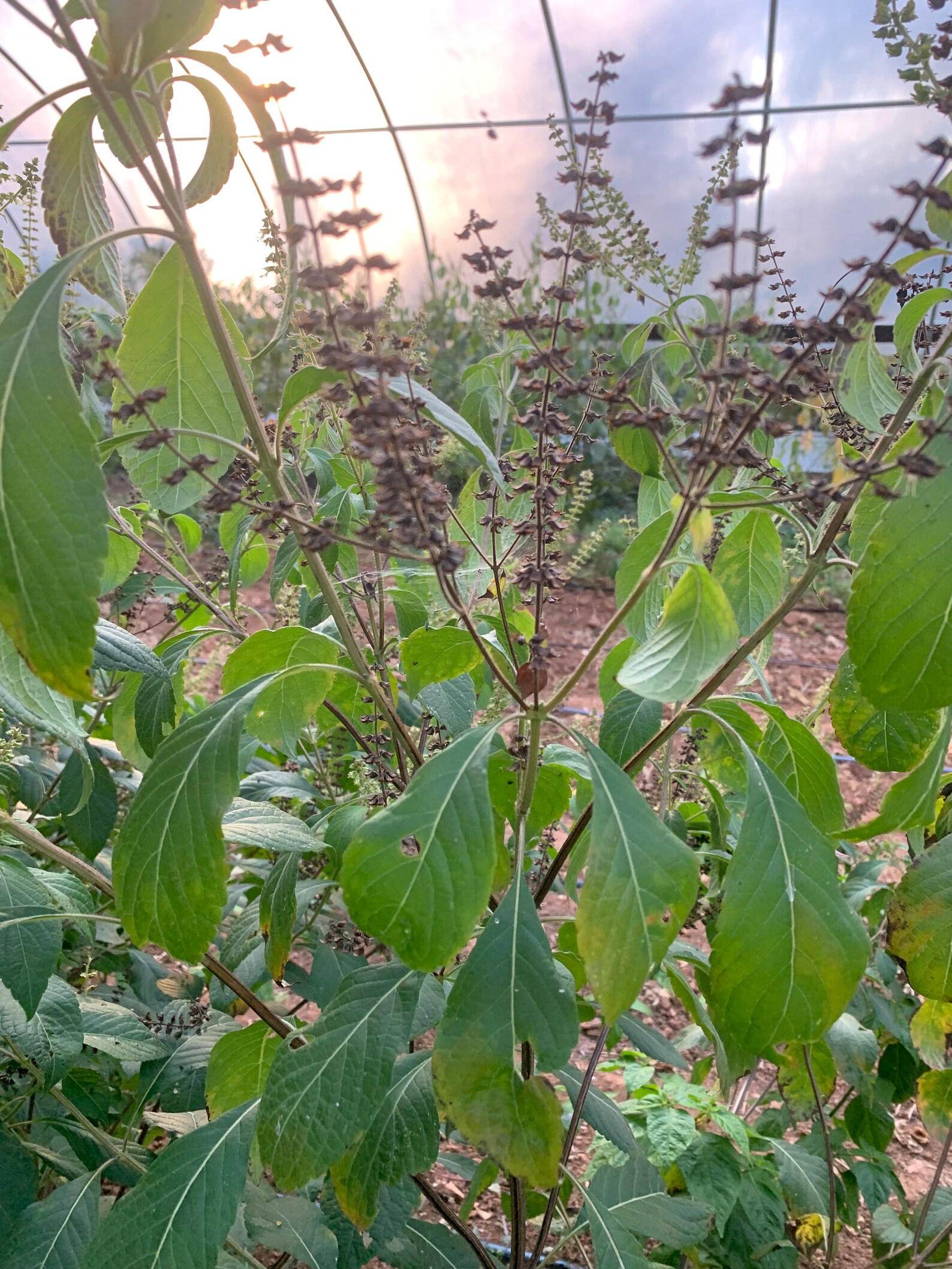 50 African Basil, Effrin, Daidoya Seeds - Etsy