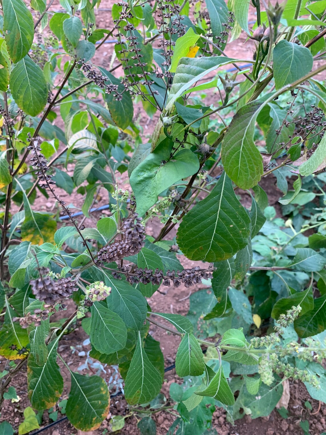 50 African Basil, Effrin, Daidoya Seeds - Etsy