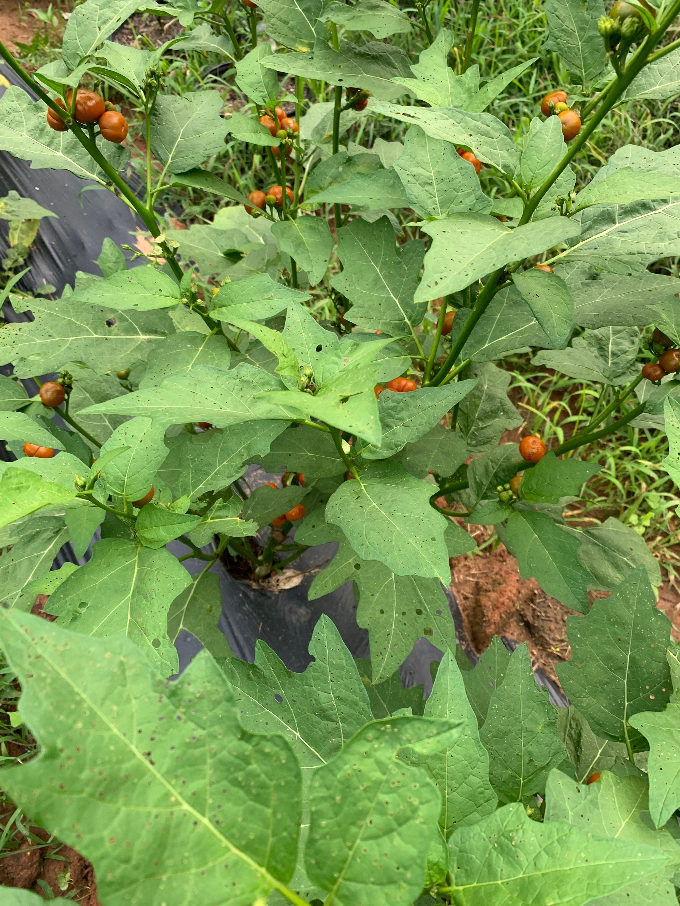 20 Small African Eggplant Seeds - Etsy
