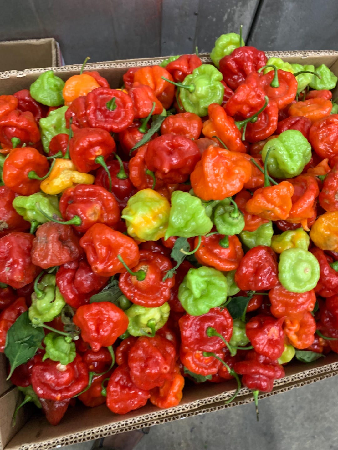 Aji Dulce , 15 Seeds - Etsy