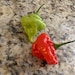 Aji Dulce , 15 Seeds - Etsy
