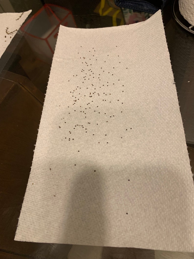 50 African Basil, Effrin, Daidoya Seeds - Etsy