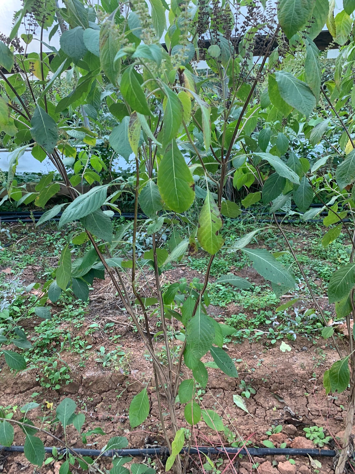 50 African Basil, Effrin, Daidoya Seeds - Etsy