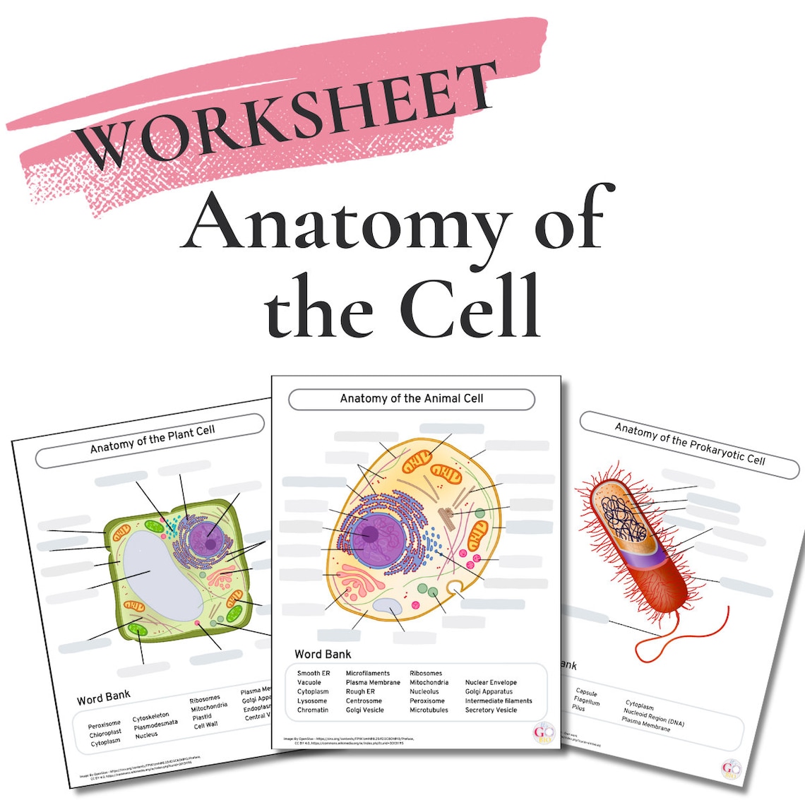 Anatomy of the Cell Worksheet animal Plant and Bacteria Cell - Etsy