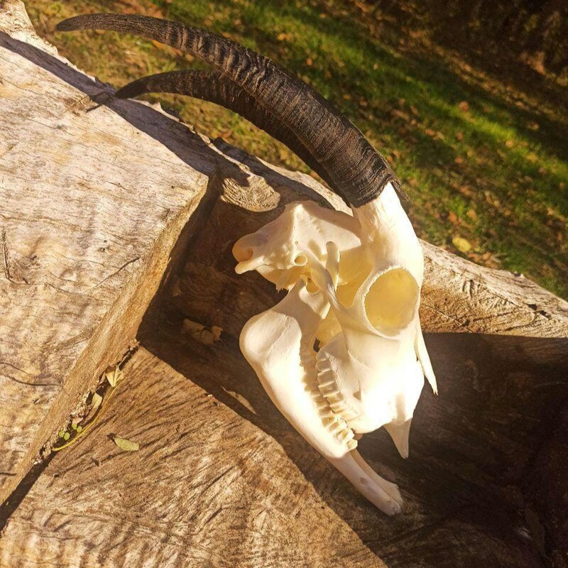 Goat Skull - Etsy