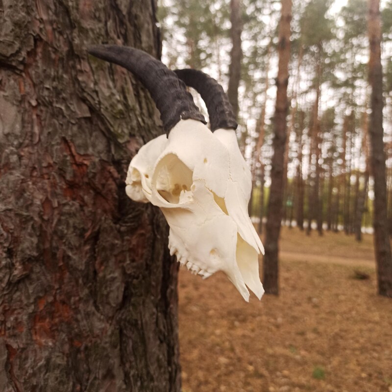 Real Goat Skull - Etsy