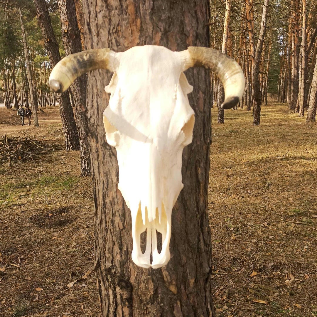 BIG HORNS Unusual #14.03/1 Real Bull Skull. Processed and Whitened ...