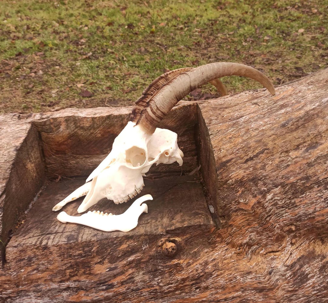 Real Domestic Goat Skull With Horns and the Jaw. Unique Gift for ...