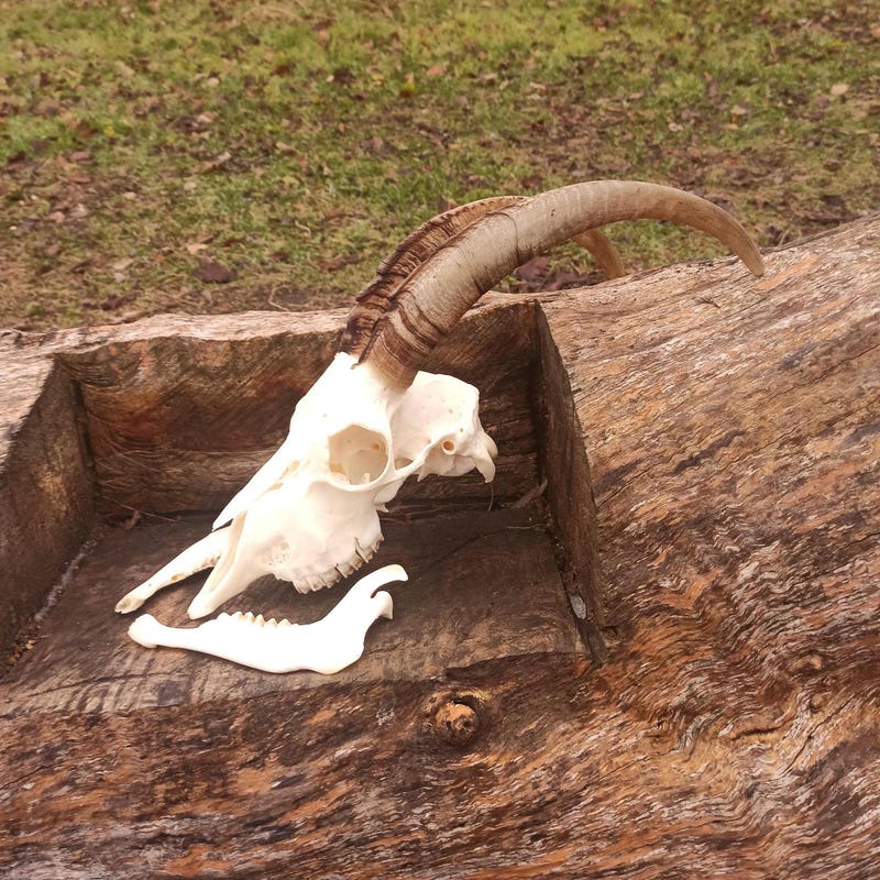 Goat Skull - Etsy