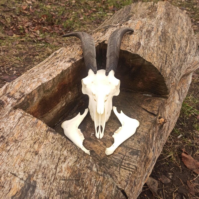 Goat Skull - Etsy