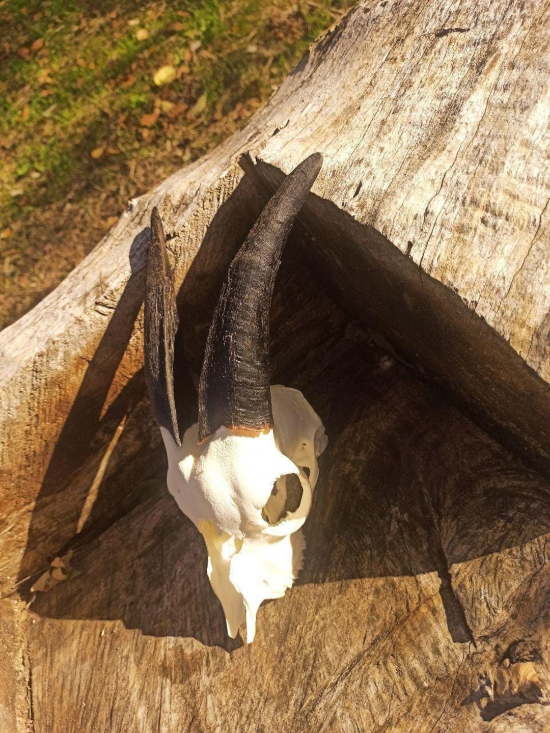 Real Domestic Goat Skull With Horns. Unique Gift for Huntsman, Skull ...