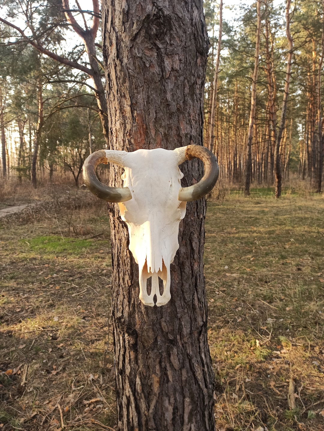 BIG HORNS, Real Bull Skull. Processed and Whitened, Teeth Horns Head ...