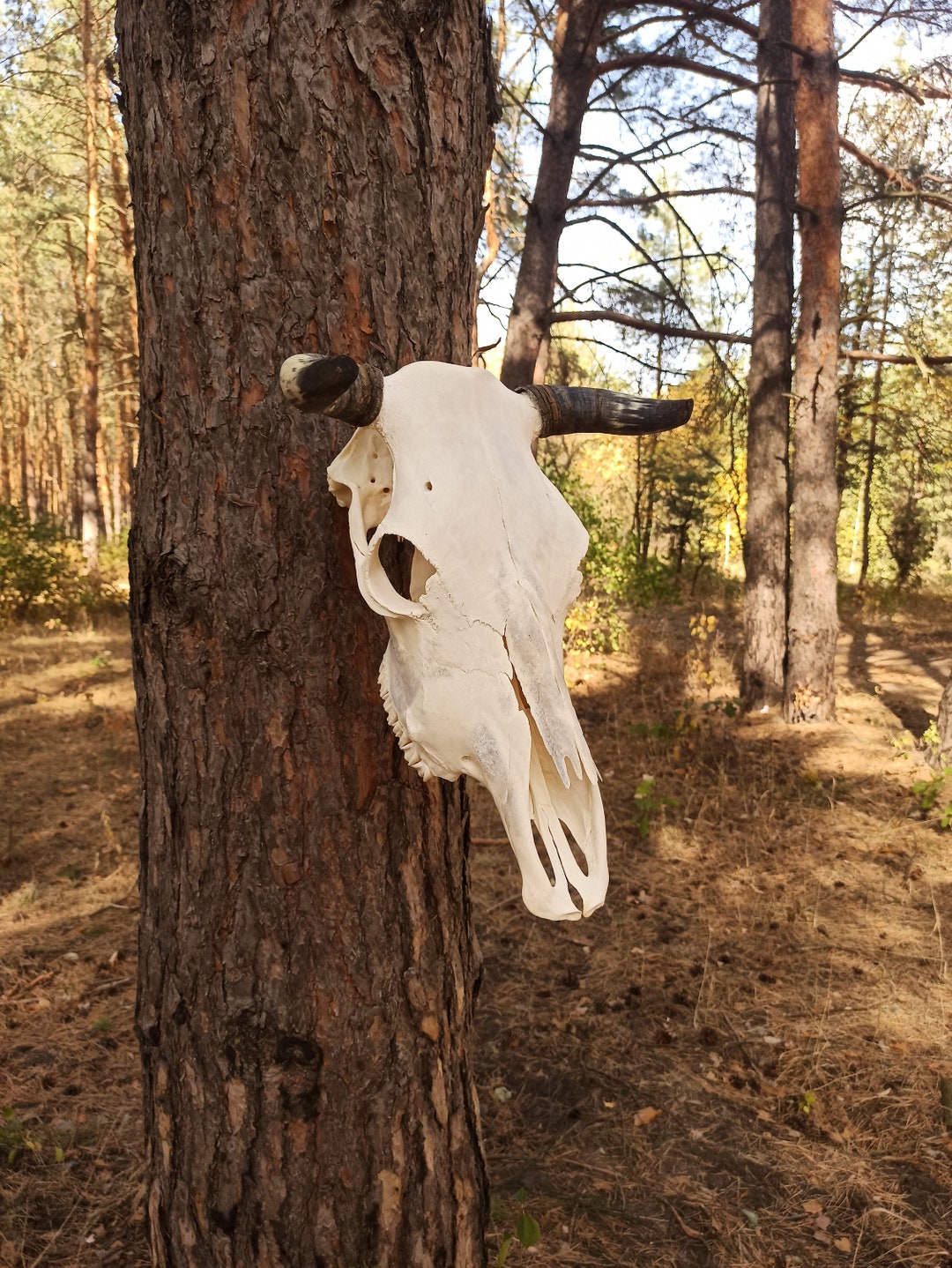 Longhorn Skull 2/29/9, Real Bull Skull. Processed and Whitened, Teeth ...