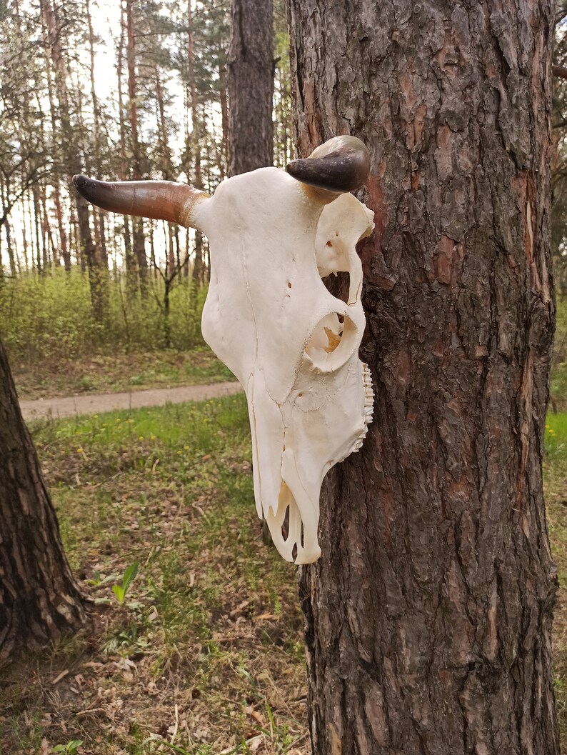 Cool BIG HORNS 3, Real Bull Skull. Processed and Whitened, Teeth Horns ...