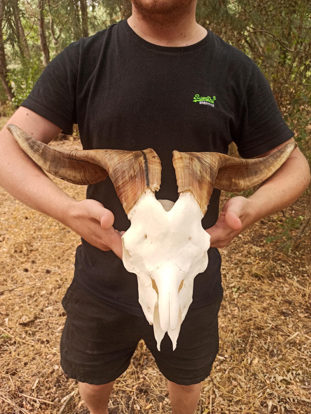 Exclusive Real Domestic Goat Skull With Horns. #22.07 Unique Gift for ...