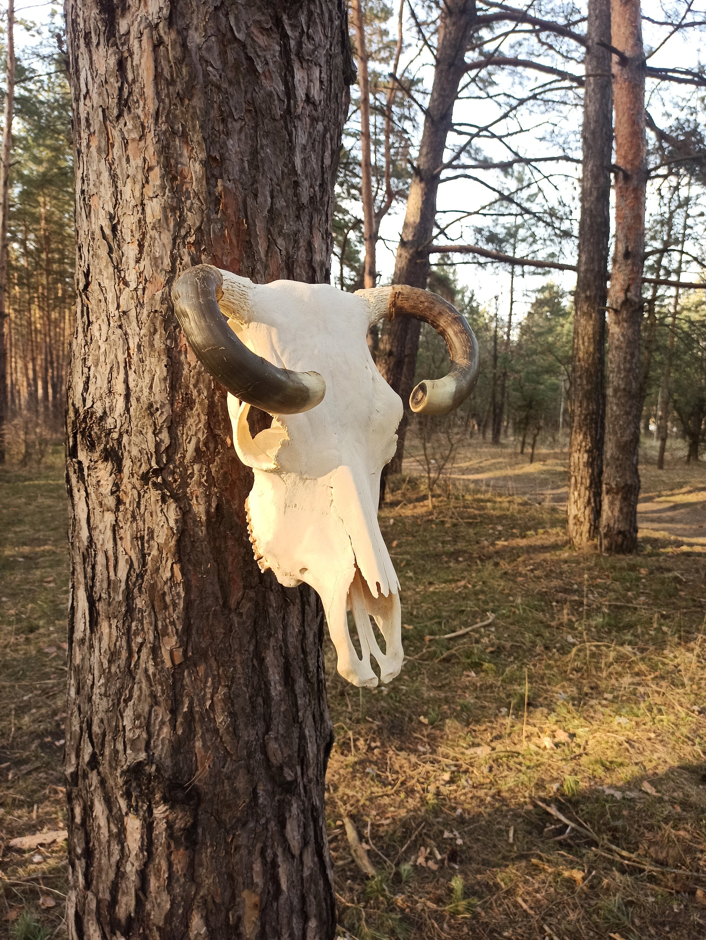 BIG HORNS, Real Bull Skull. Processed and Whitened, Teeth Horns Head ...