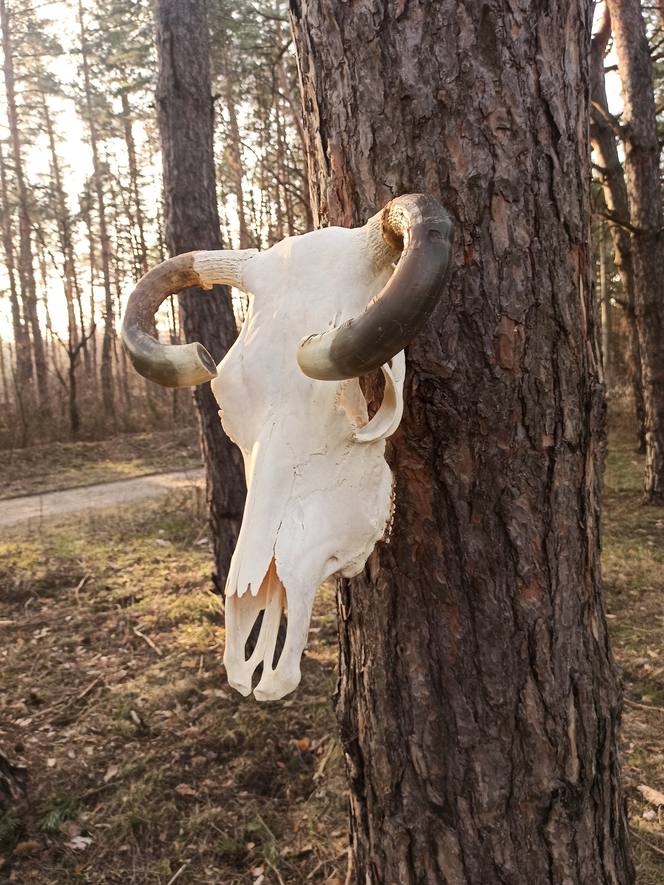 BIG HORNS, Real Bull Skull. Processed and Whitened, Teeth Horns Head ...