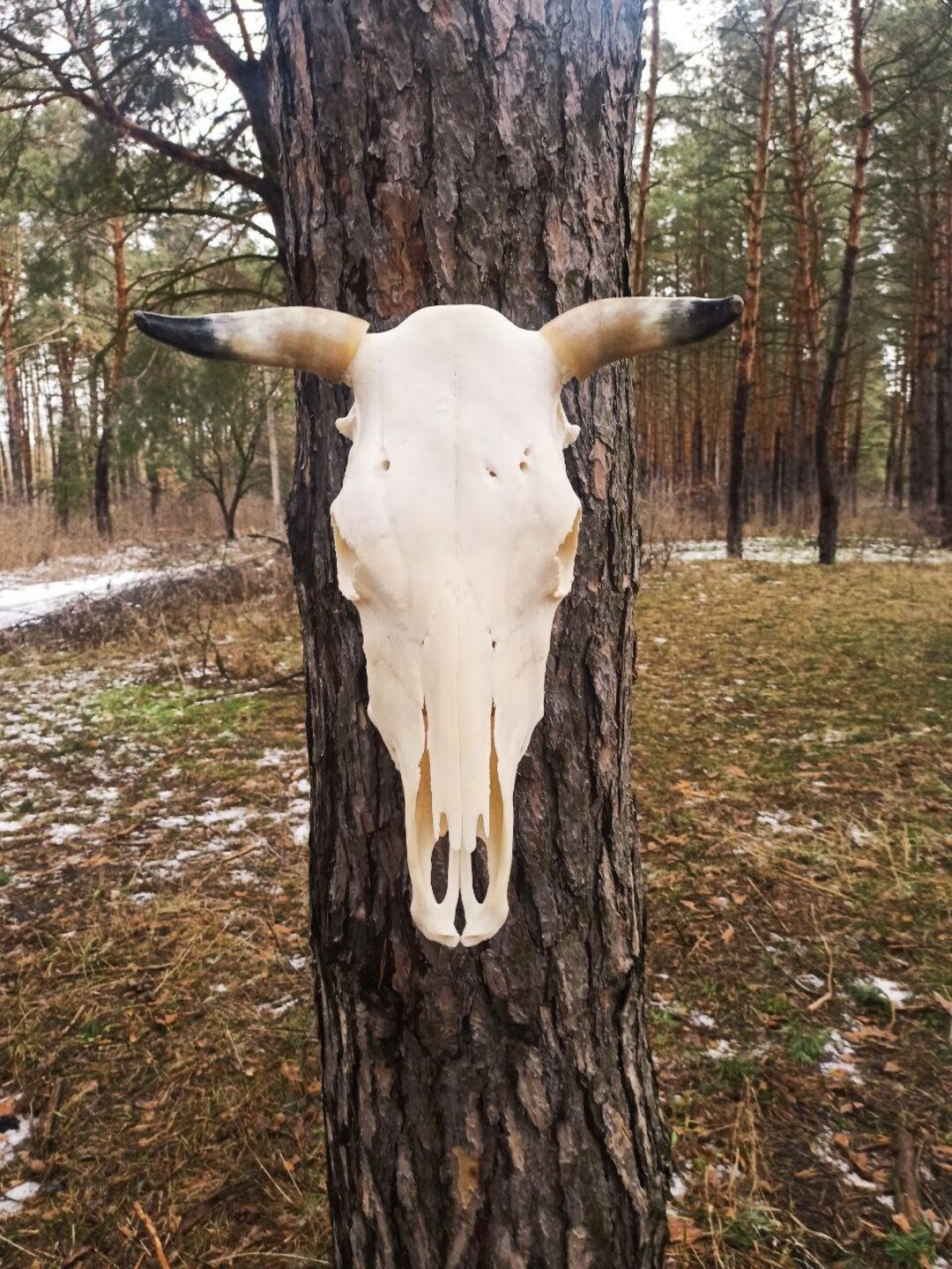 BIG HORNS 02, Real Bull Skull. Processed and Whitened, Teeth Horns Head ...