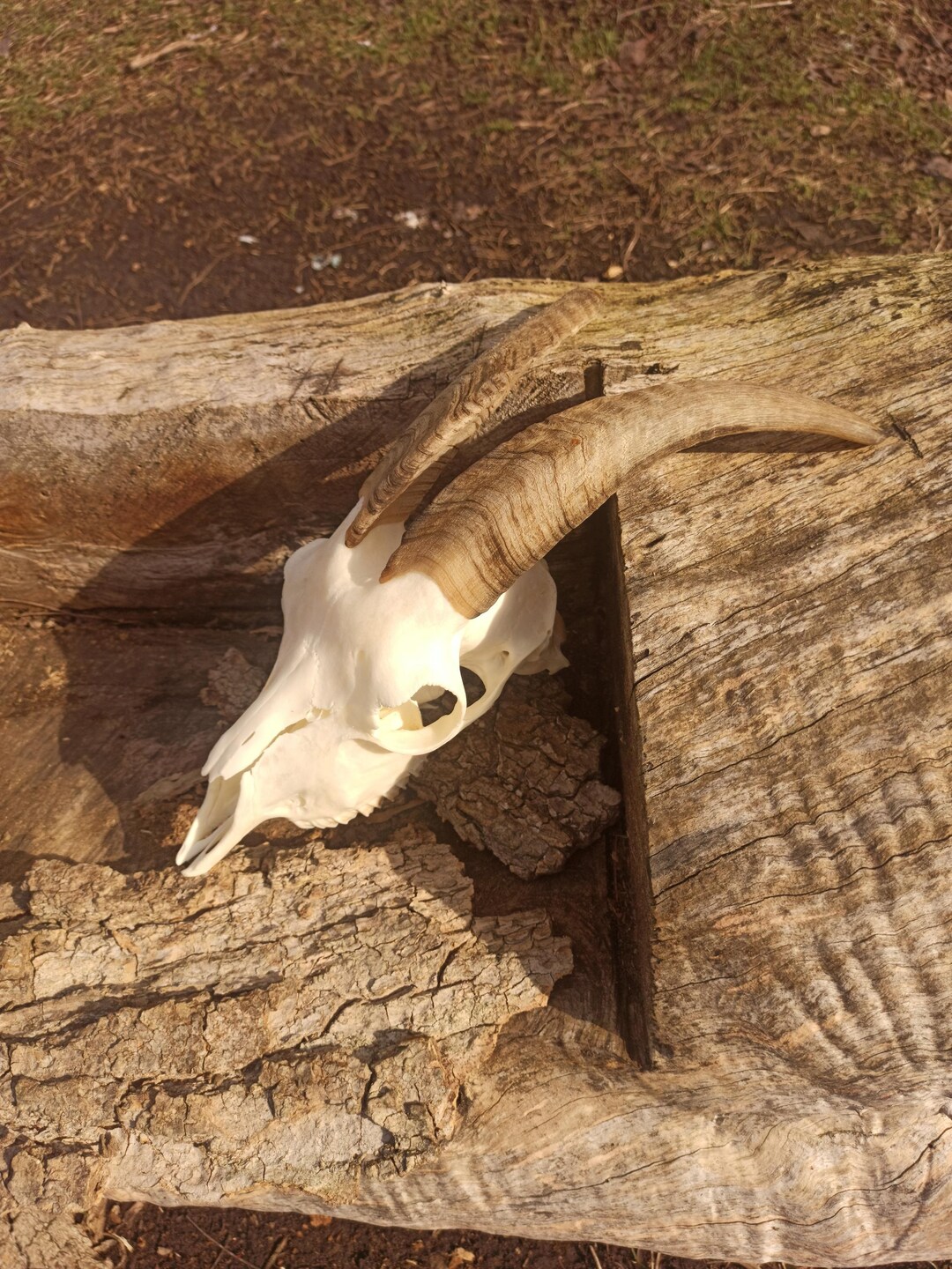 Real Domestic Goat Skull With Horns and the Jaw. Unique Gift for ...