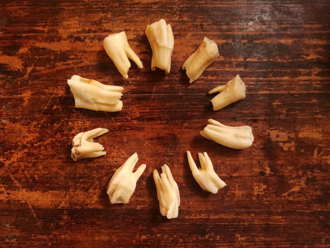 10x Large Molars of Bull, Bison, Cow. Real Teeth for Decorating and ...