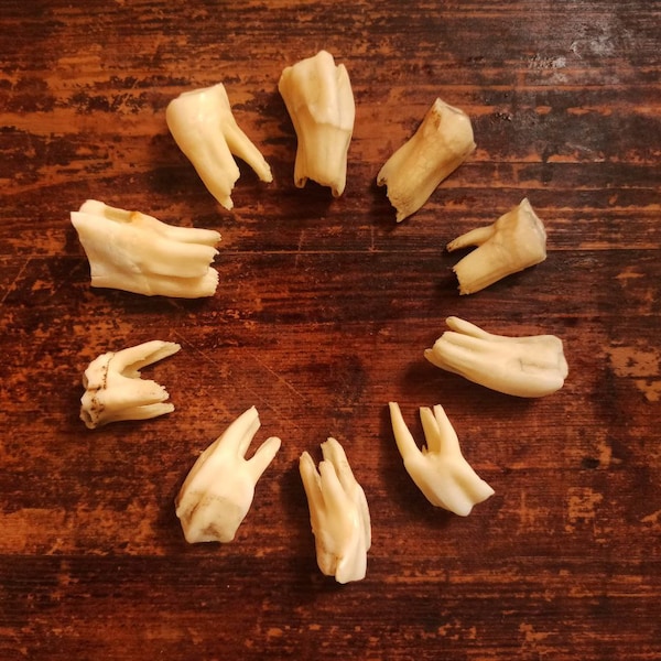 Animal Teeth - Etsy