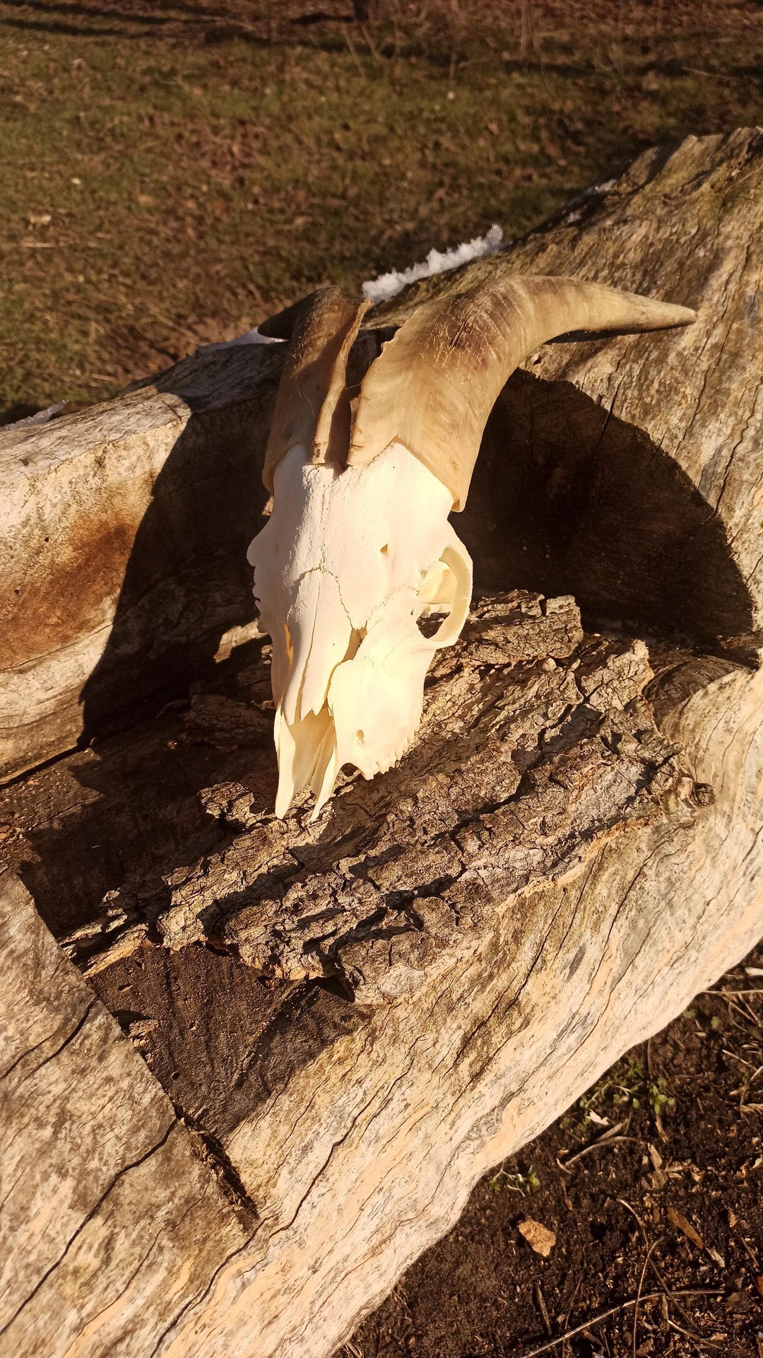 Real Domestic Goat Skull With Horns and the Jaw. Unique Gift for ...