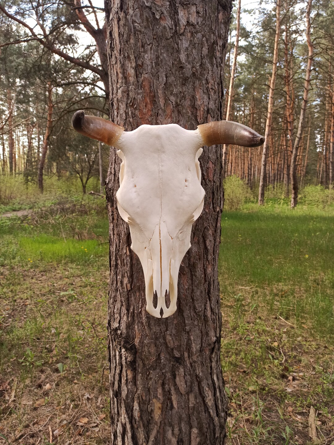 Cool BIG HORNS 3, Real Bull Skull. Processed and Whitened, Teeth Horns ...