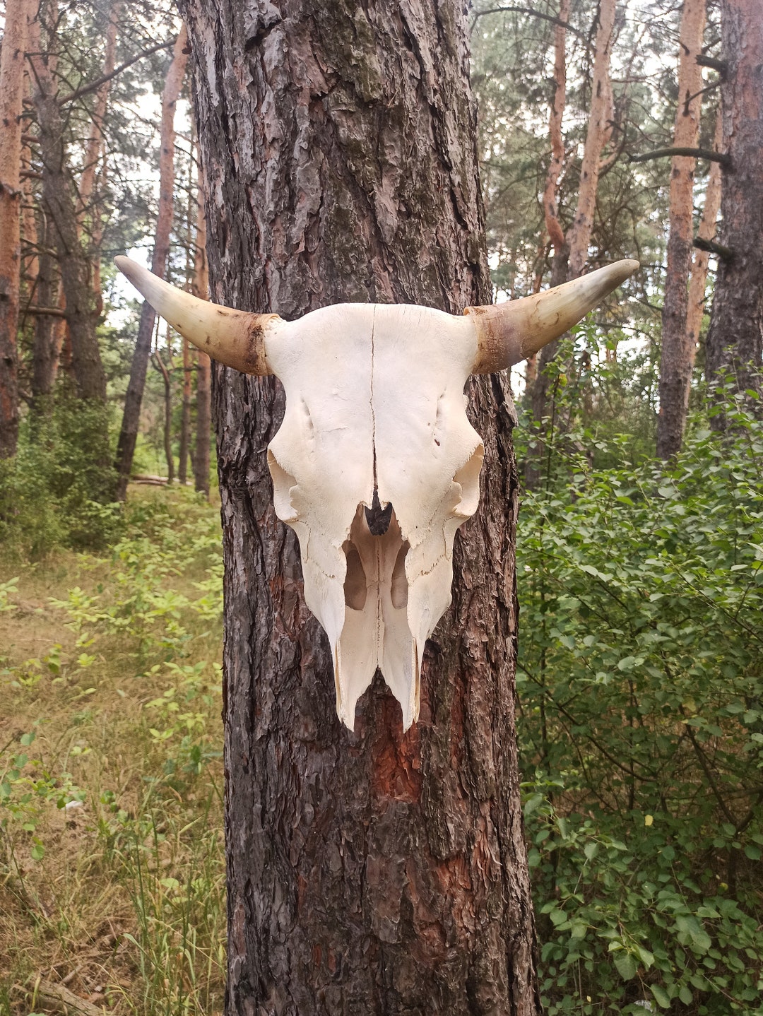 BIG HORNS 1.07/1, Real Bull Skull. Processed and Whitened, Teeth Horns ...