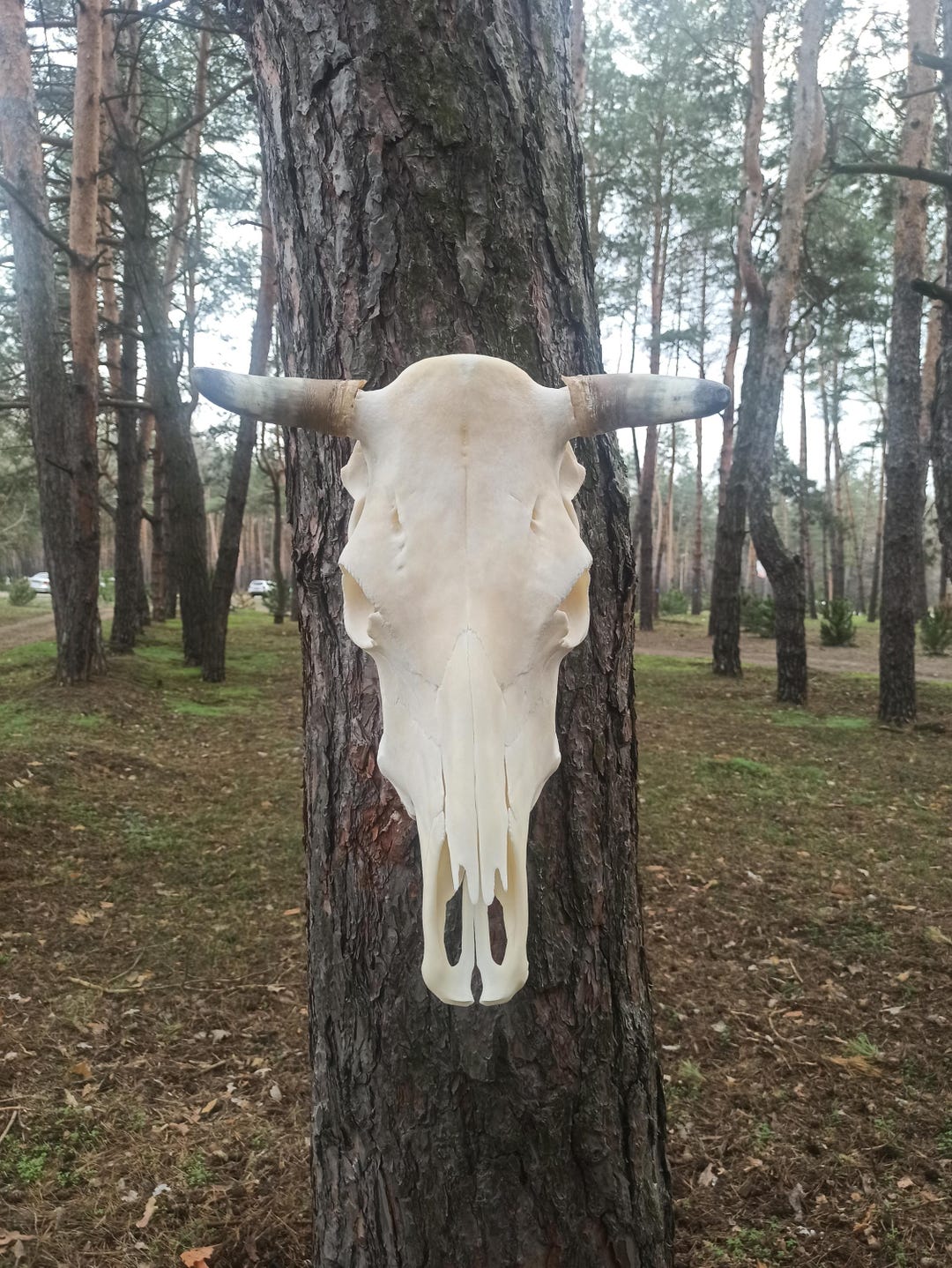 BIG HORNS Unusual #27.11/2 Real Bull Skull. Processed and Whitened ...