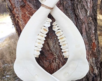 BIG HORNS, Authentic Real Bull Skull: Processed, Whitened, and Stunning ...