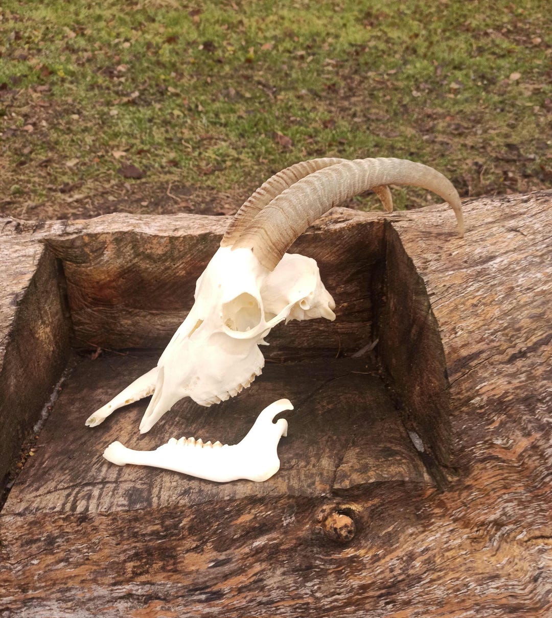 Real Domestic Goat Skull With Horns and the Jaw. Unique Gift for ...