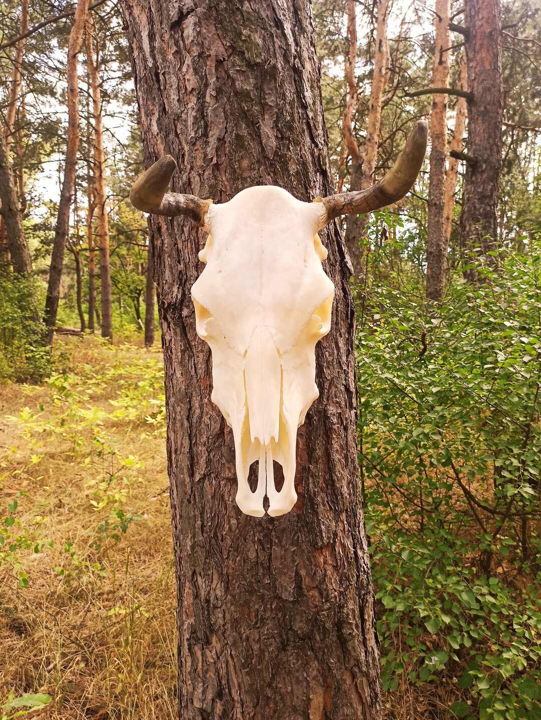 BIG HORNS 19, Real Bull Skull. Processed and Whitened, Teeth Horns Head ...