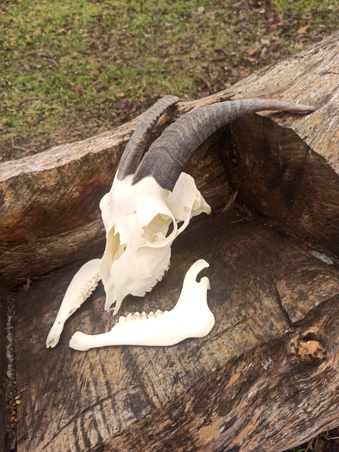 Real Domestic Goat Skull With Horns and the Jaw. Unique Gift for ...