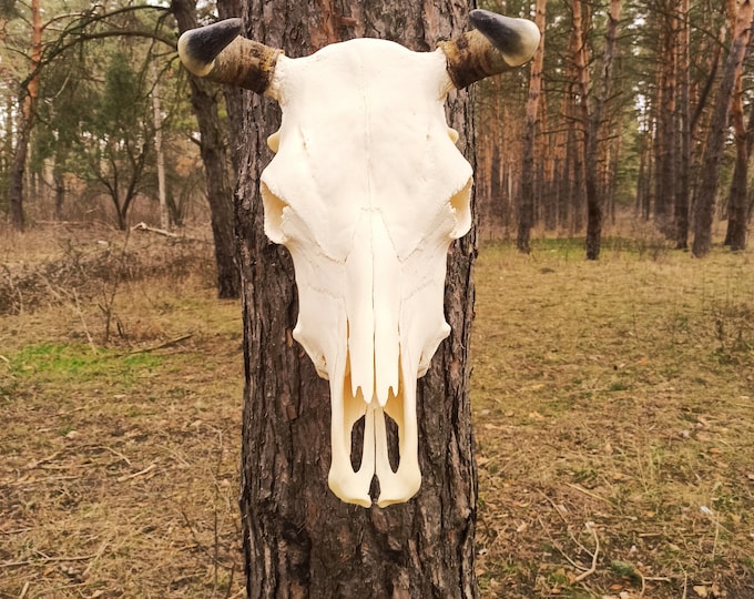 BIG HORNS, Real Bull Skull. Processed and Whitened, Teeth Horns Head ...
