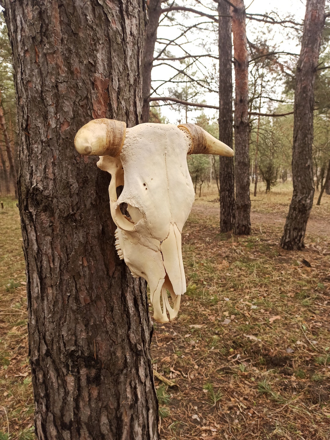 BIG HORNS 7, Real Bull Skull. Processed and Whitened, Teeth Horns Head ...