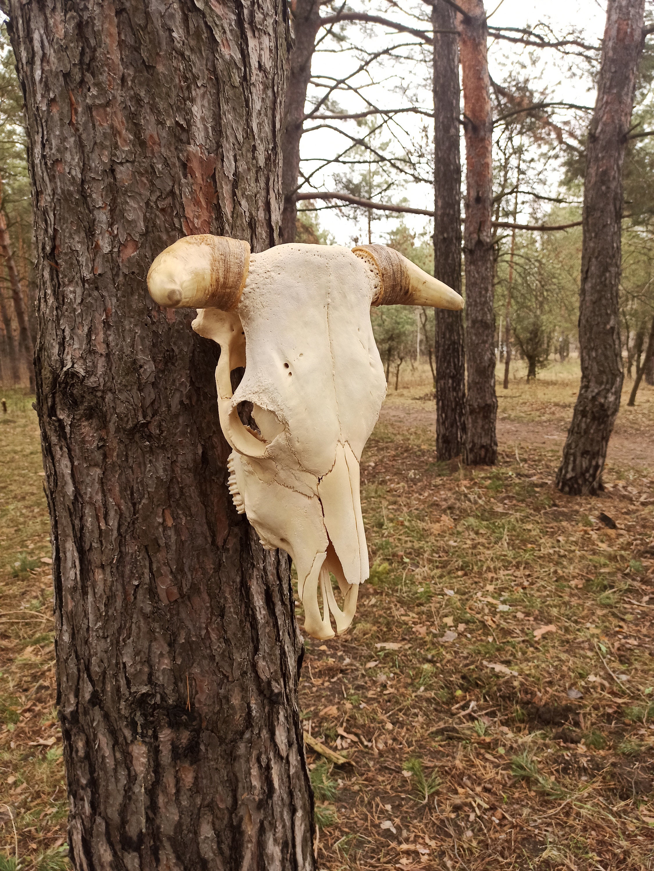 BIG HORNS 7/1, Real Bull Skull. Processed and Whitened, Teeth Horns ...