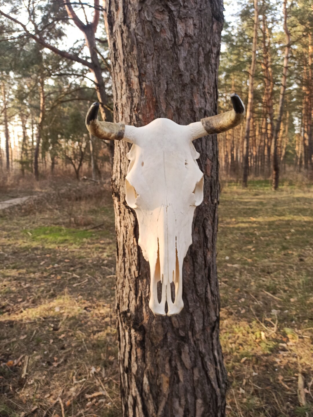 BIG HORNS, Real Bull Skull. Processed and Whitened, Teeth Horns Head ...