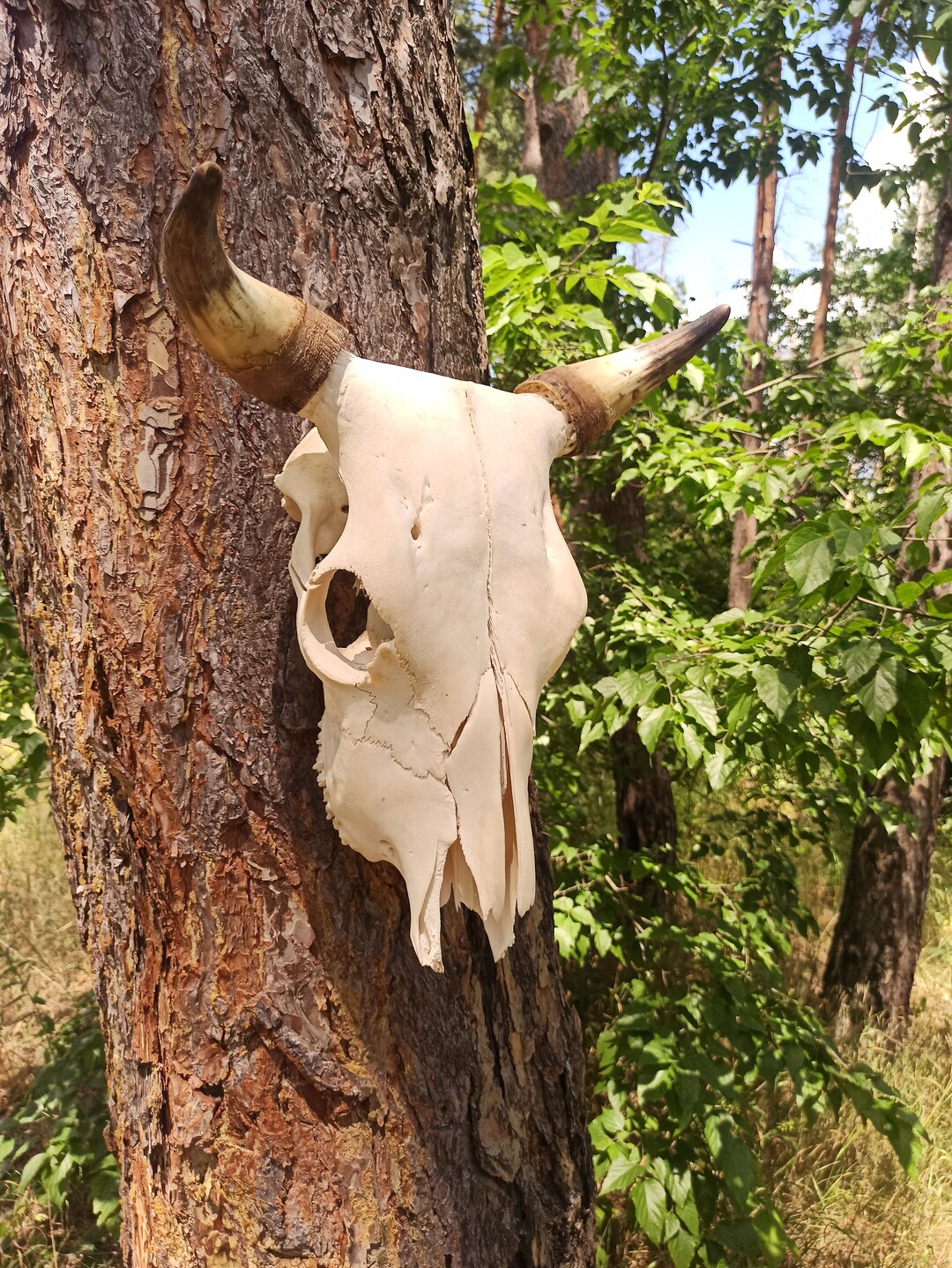 Real Cow Skull BIG HORNS 30.06/2, Real Bull Skull. Processed and ...