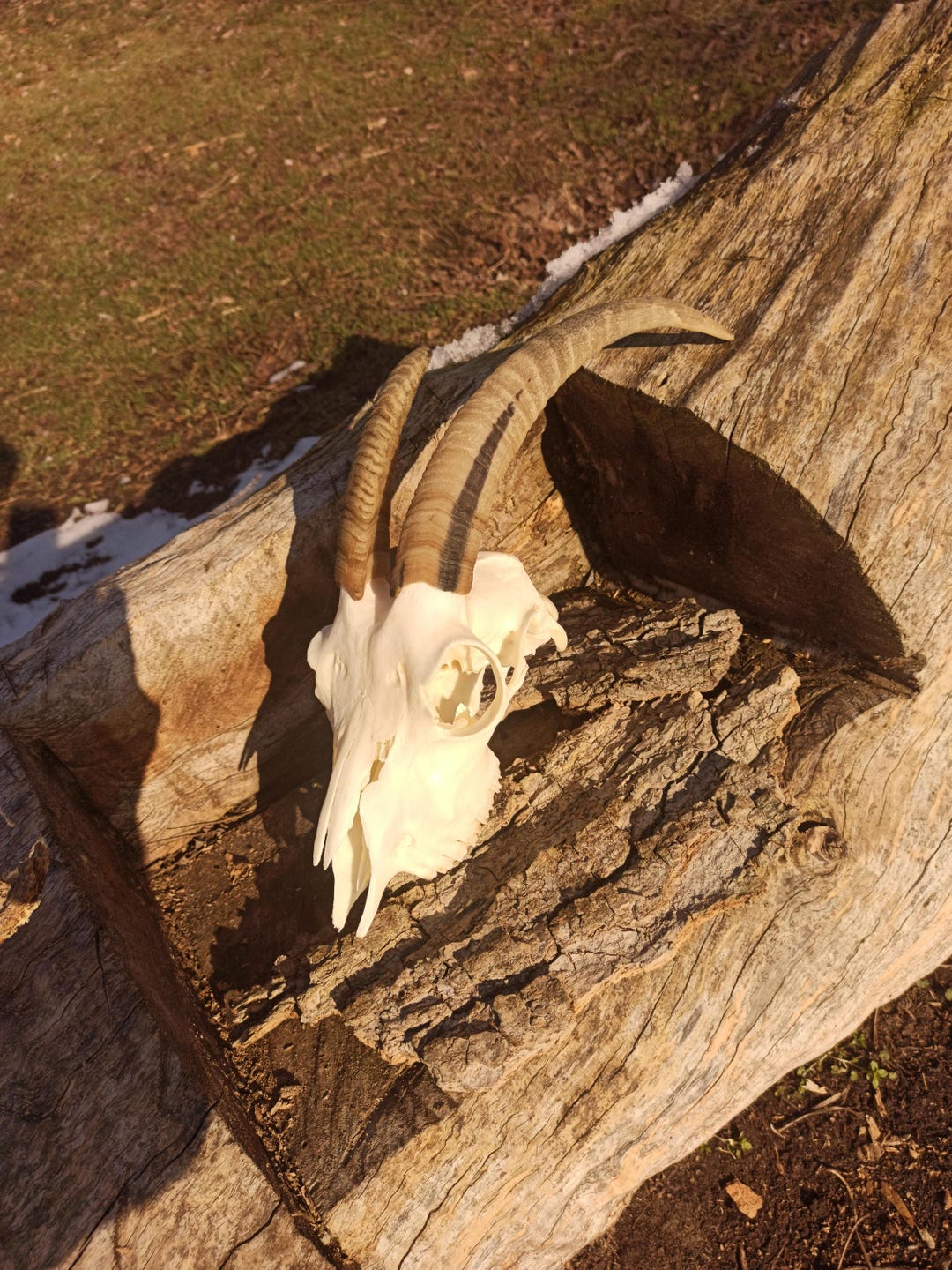 Real Domestic Goat Skull With Horns and the Jaw. Unique Gift for ...