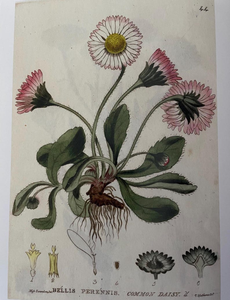 Rare History Botanical Illustration Beauty of the Flower Book Art and ...