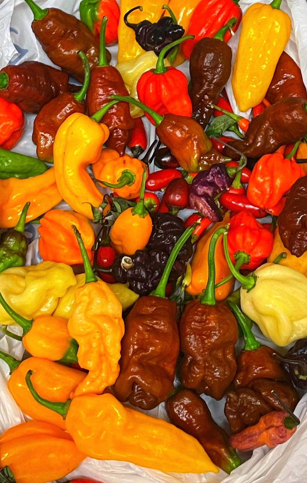 Hot Pepper Seeds Exotic Heirloom Hot Chili Peppers Organic Non GMO ...