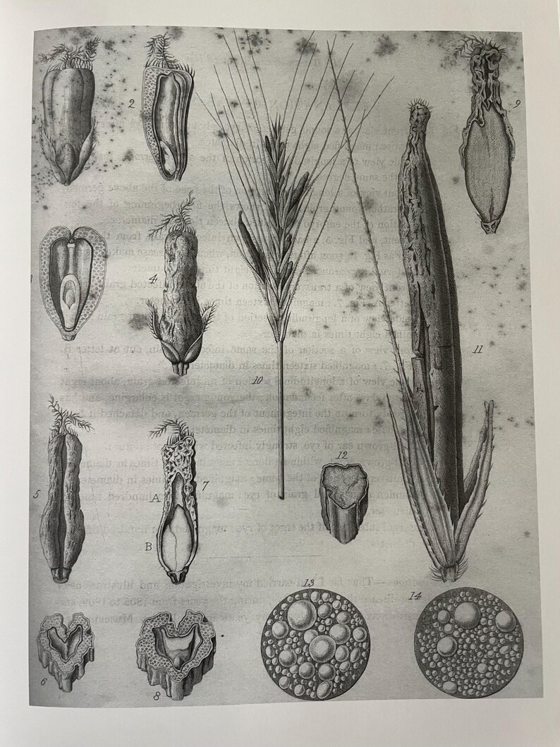 Rare History Botanical Illustration Beauty of the Flower Book Art and ...